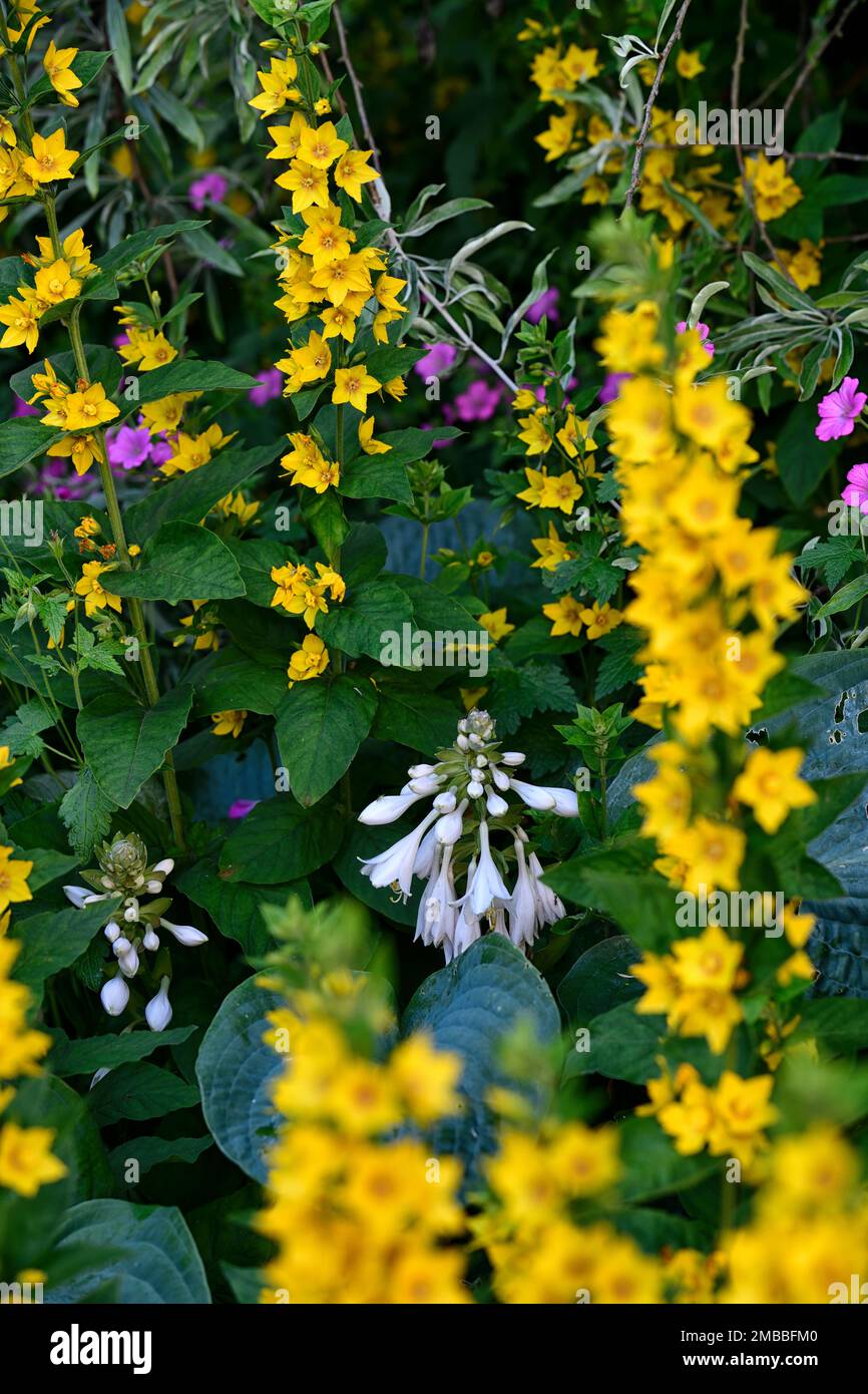 hosta and lysymachia,lysimachia punctata,perennial,yellow flowers,bloom ...