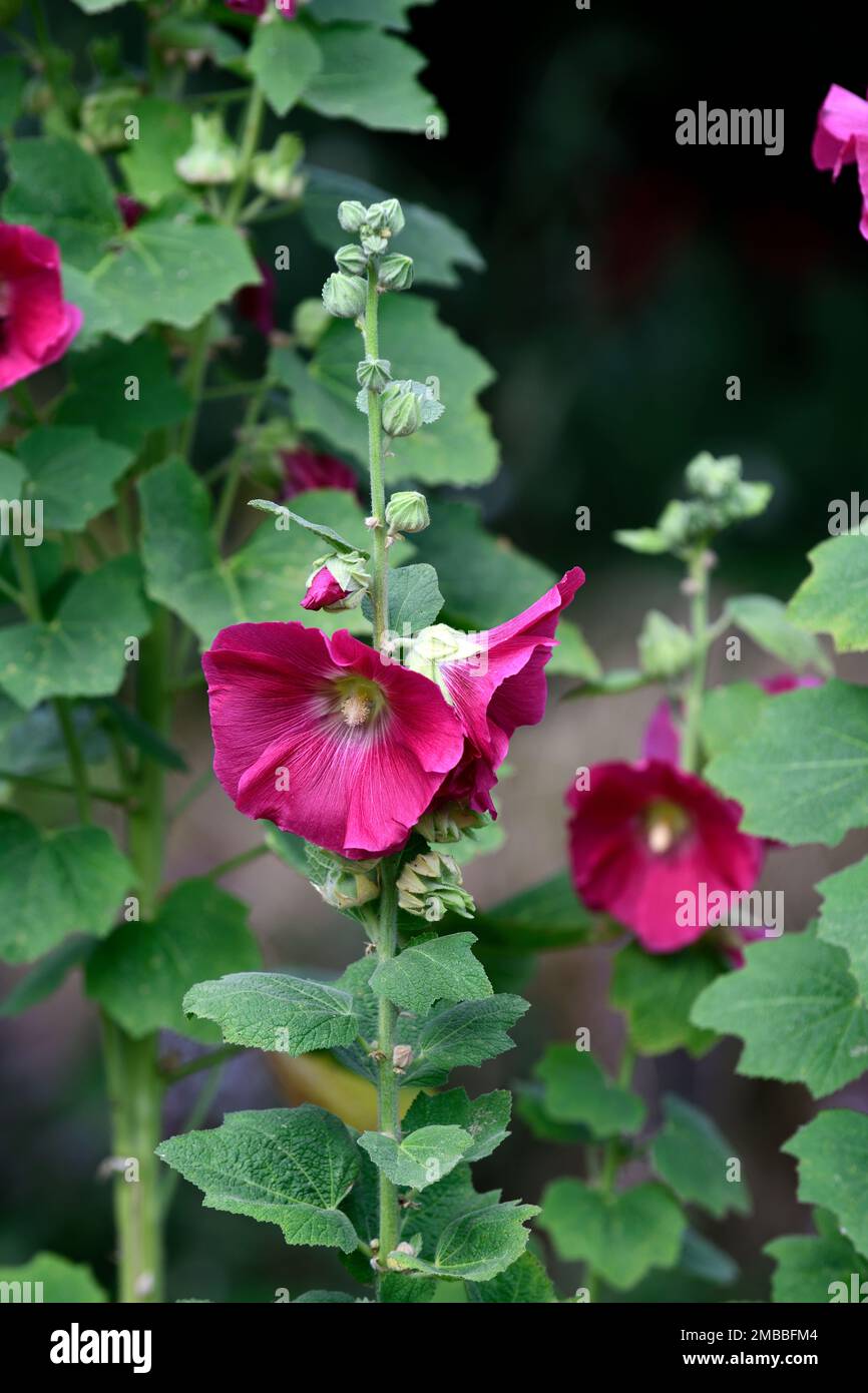 Alcea rosea,hollyhock,hollyhocks,perennial,perennials,large magenta ...