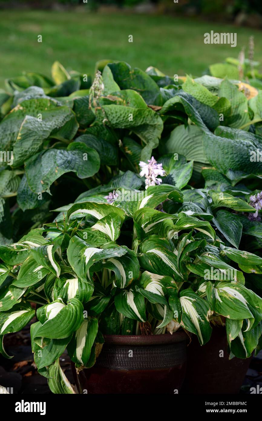 terracotta pots,containers,plant display,patio,hosta,hostas,foliage ...