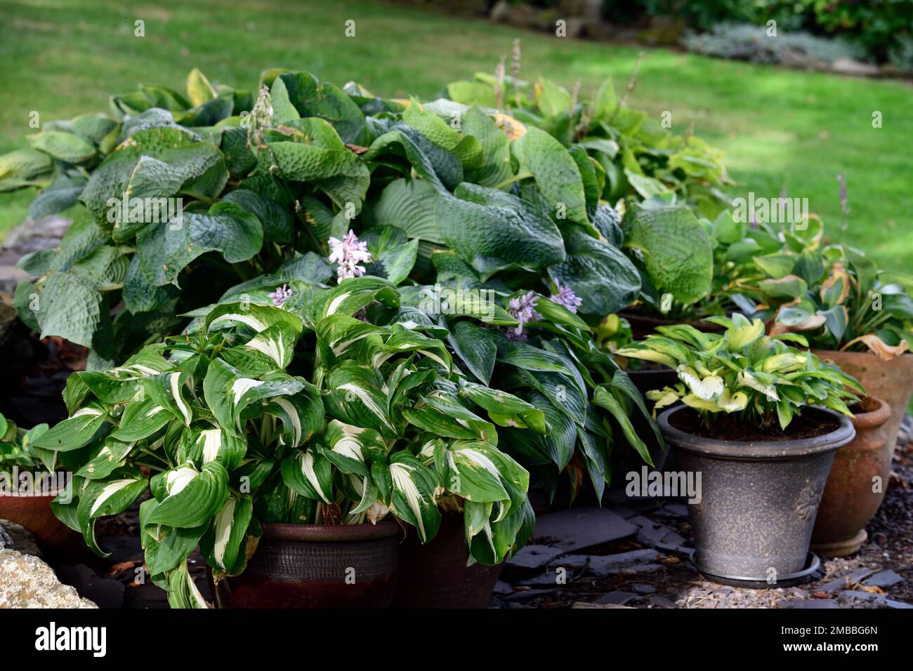 terracotta pots,containers,plant display,patio,hosta,hostas,foliage ...