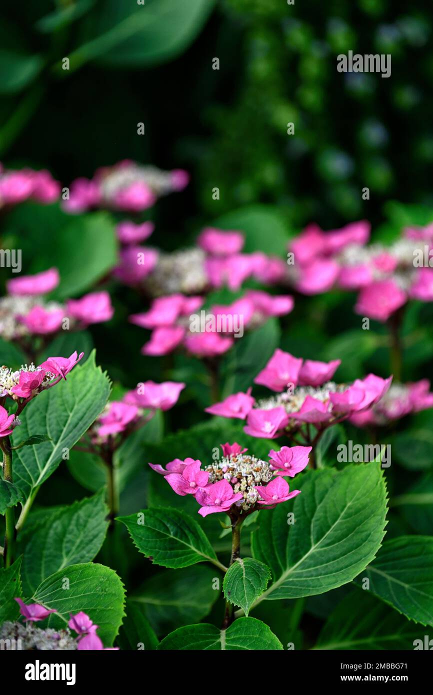 hydrangea macrophylla,pink flowers,pink flowering macrophylla,hydrangeas pink,RM Floral Stock ...