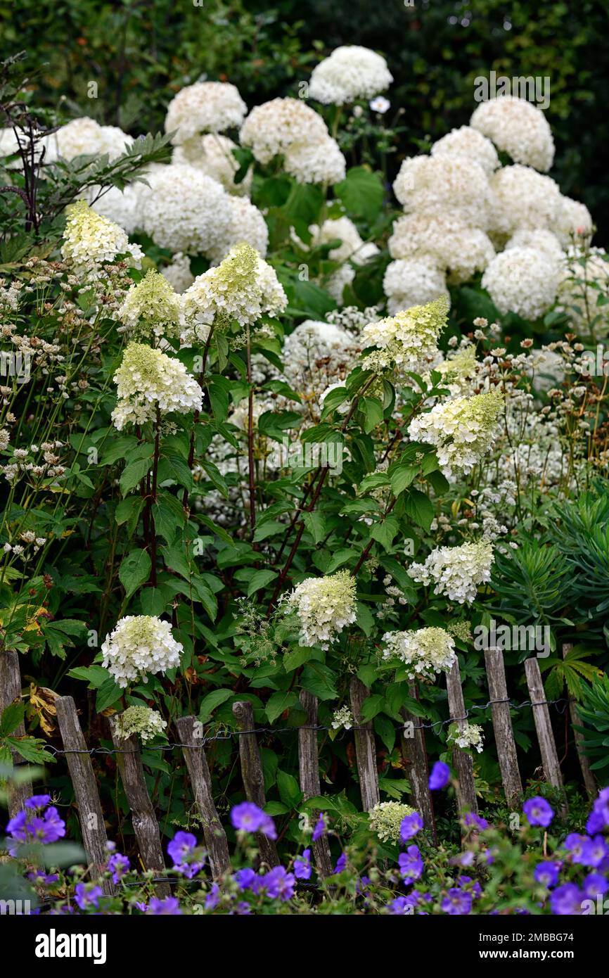 hydrangea paniculata,hydrangea annabelle,geranium rozanne,flowers ...