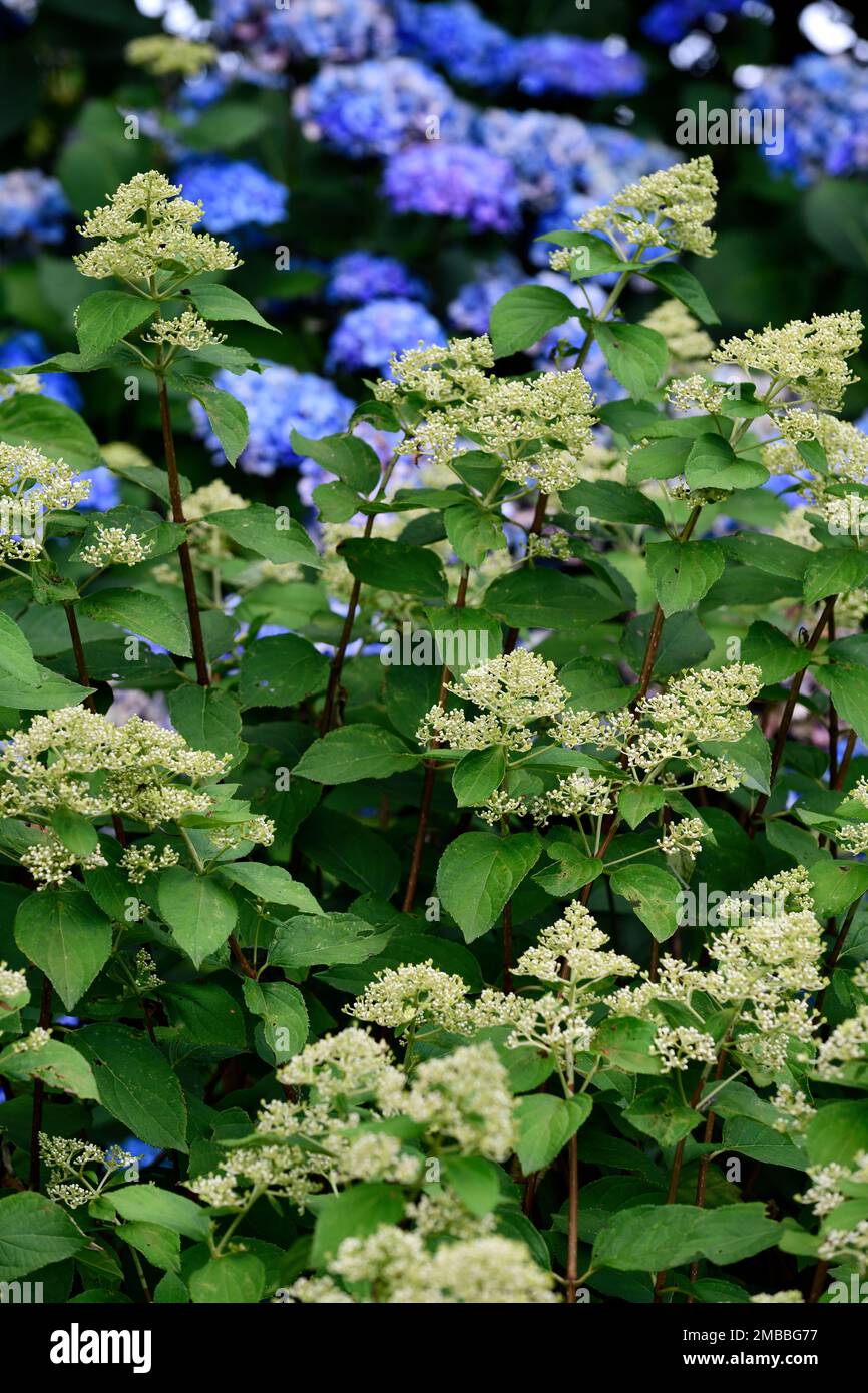 Hydrangea paniculata,blue background, ,flower,flowers,inflorescence ...