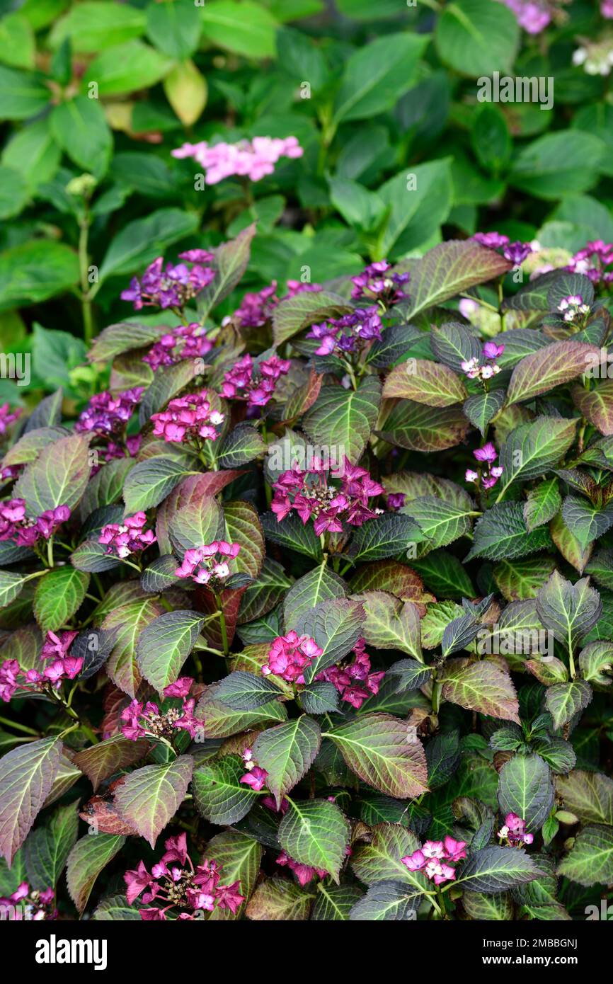 Hydrangea macrophylla Dark Angel,lacecap hydrangea,purple pink,flower ...