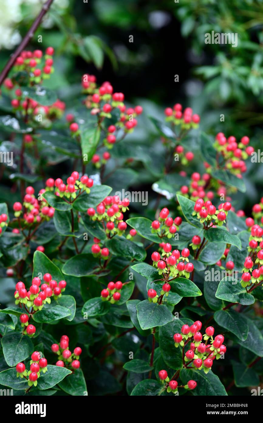 Hypericum miracle series,red berries,St Johns Wort,medicinal plant ...