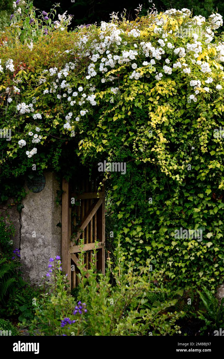 rosa bobbie james,rambler rose bobbie james,rosa bobbie james covering ...