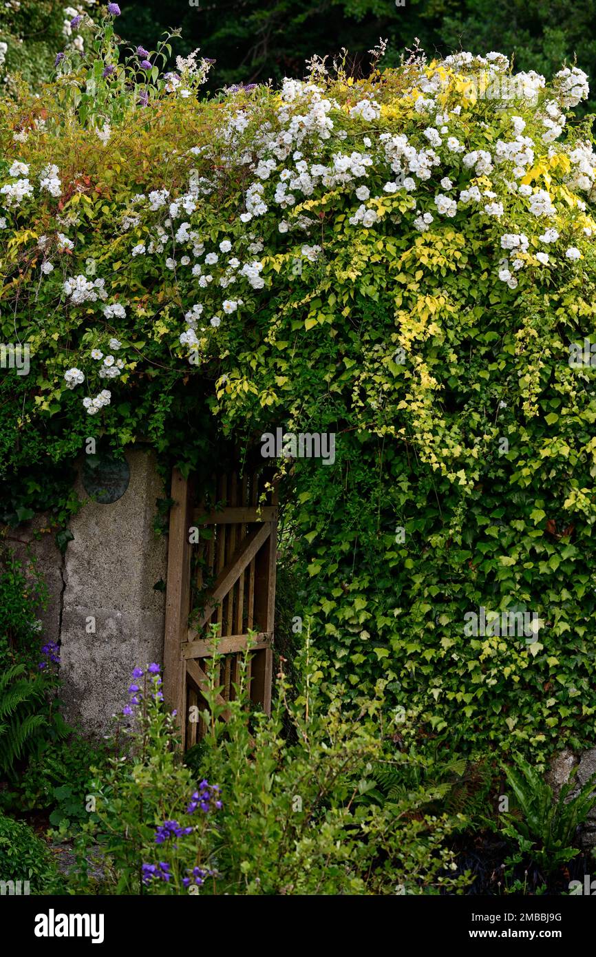 Rosa bobbie james covering a garden entrance hi-res stock photography ...