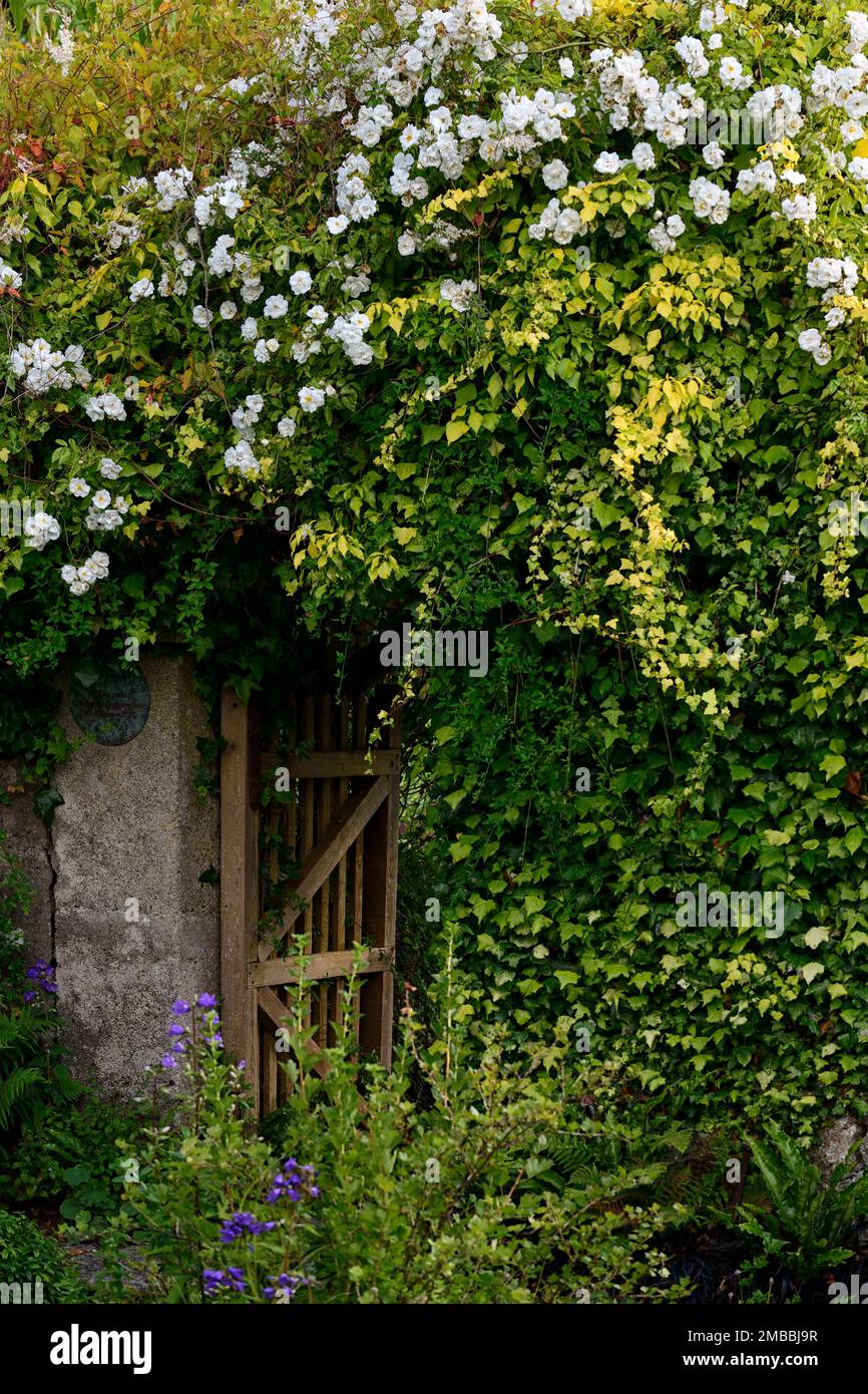 rosa bobbie james,rambler rose bobbie james,rosa bobbie james covering ...