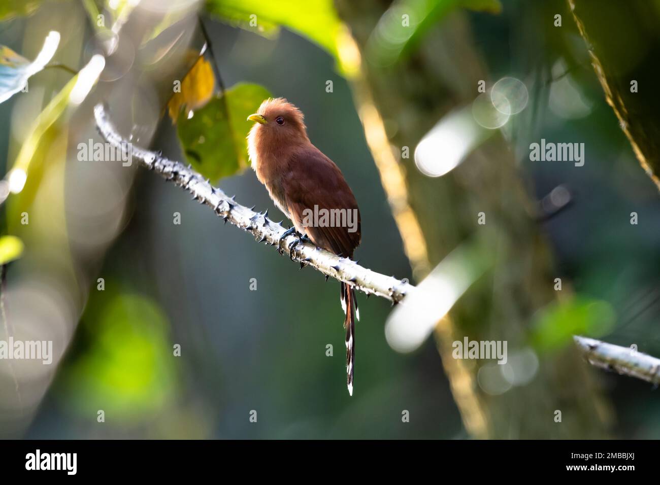 Little cuckoo coccycua minuta hi-res stock photography and images - Alamy