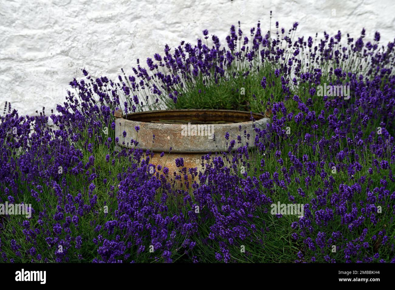 lavender,lavender surrounding a terracotta pot,white stonewashed wall ...