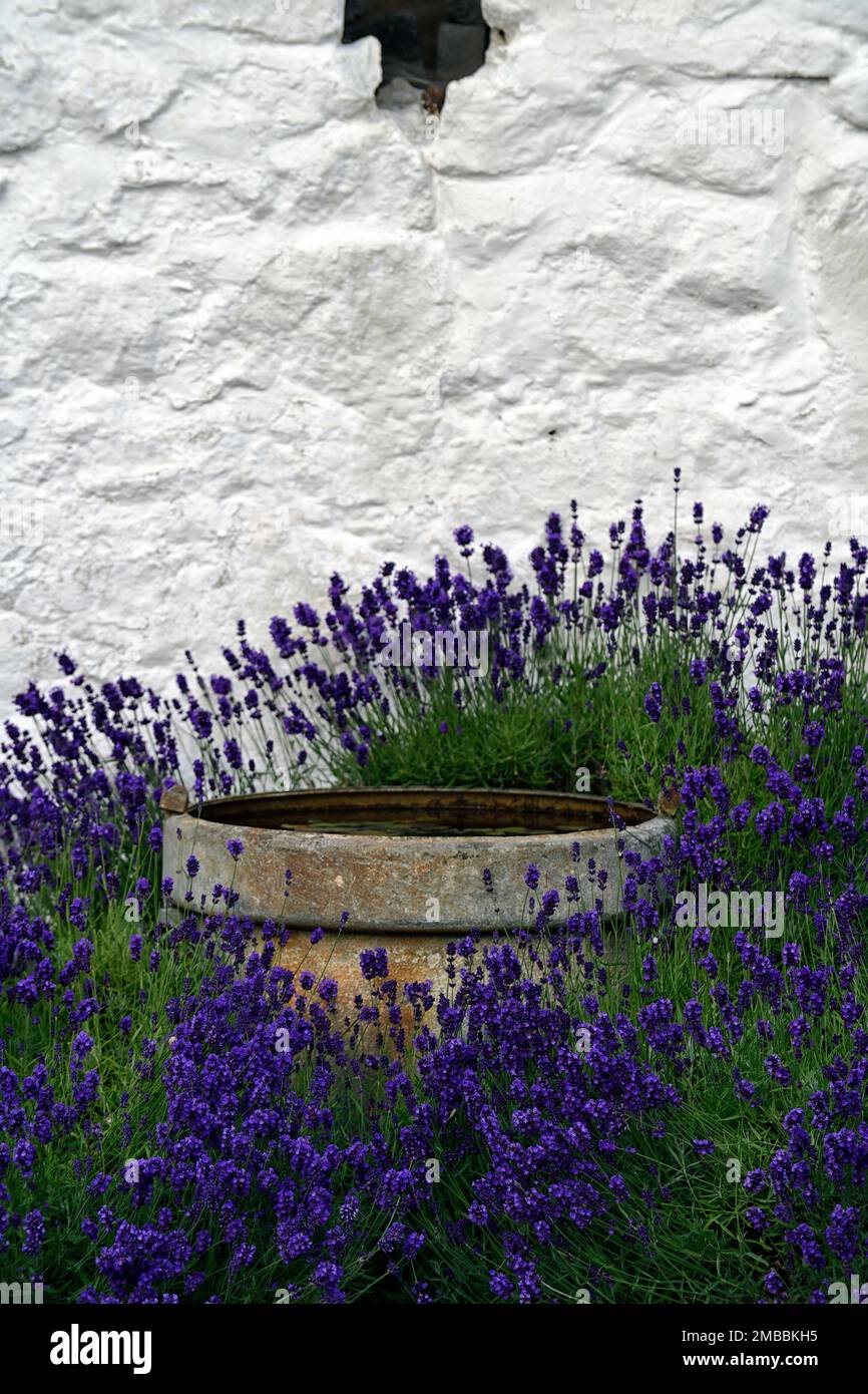 lavender,lavender surrounding a terracotta pot,white stonewashed wall ...