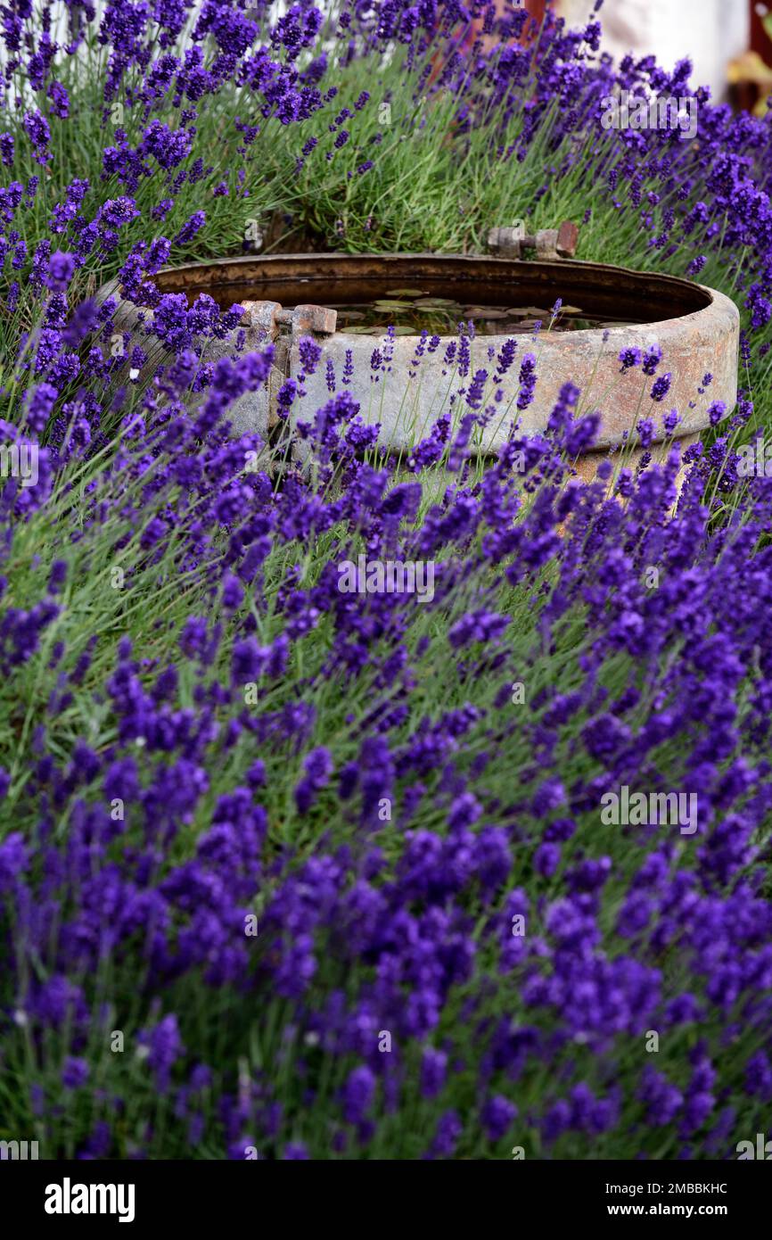 lavender,lavender surrounding a terracotta pot,blue,lilac,flower ...