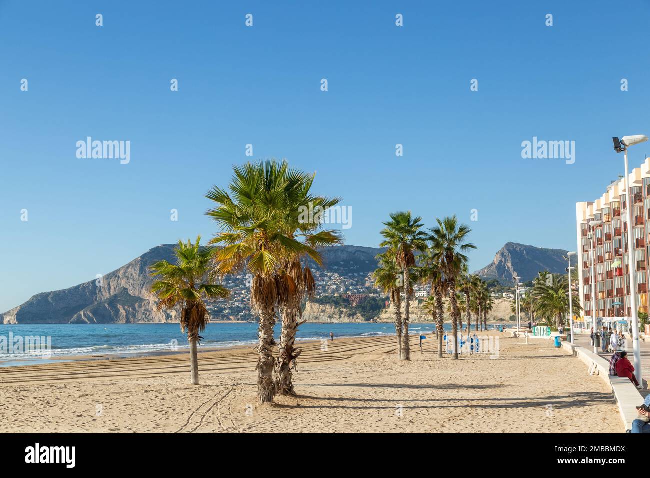 The beach with palm trees in Calpe, Alicante ,Spain Stock Photo - Alamy