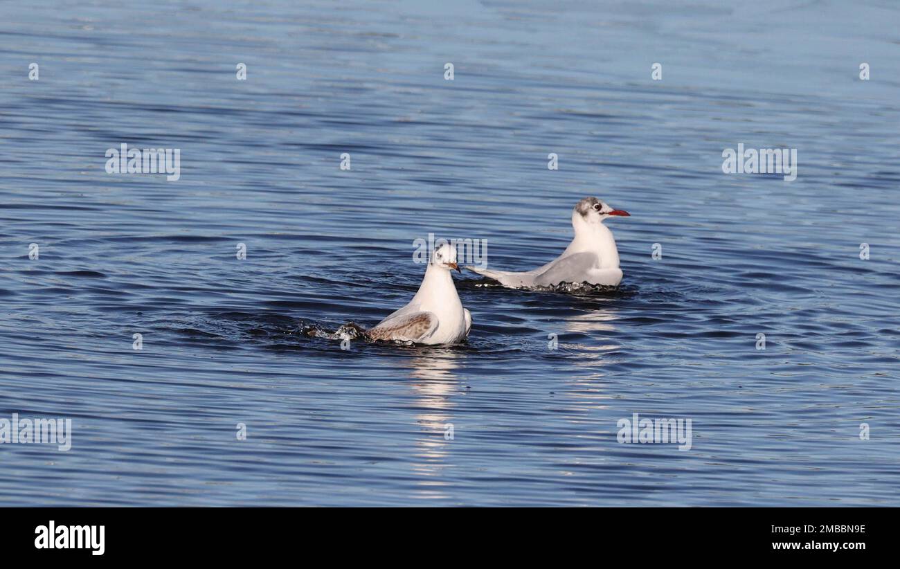 Winter at craigavon hi-res stock photography and images - Alamy
