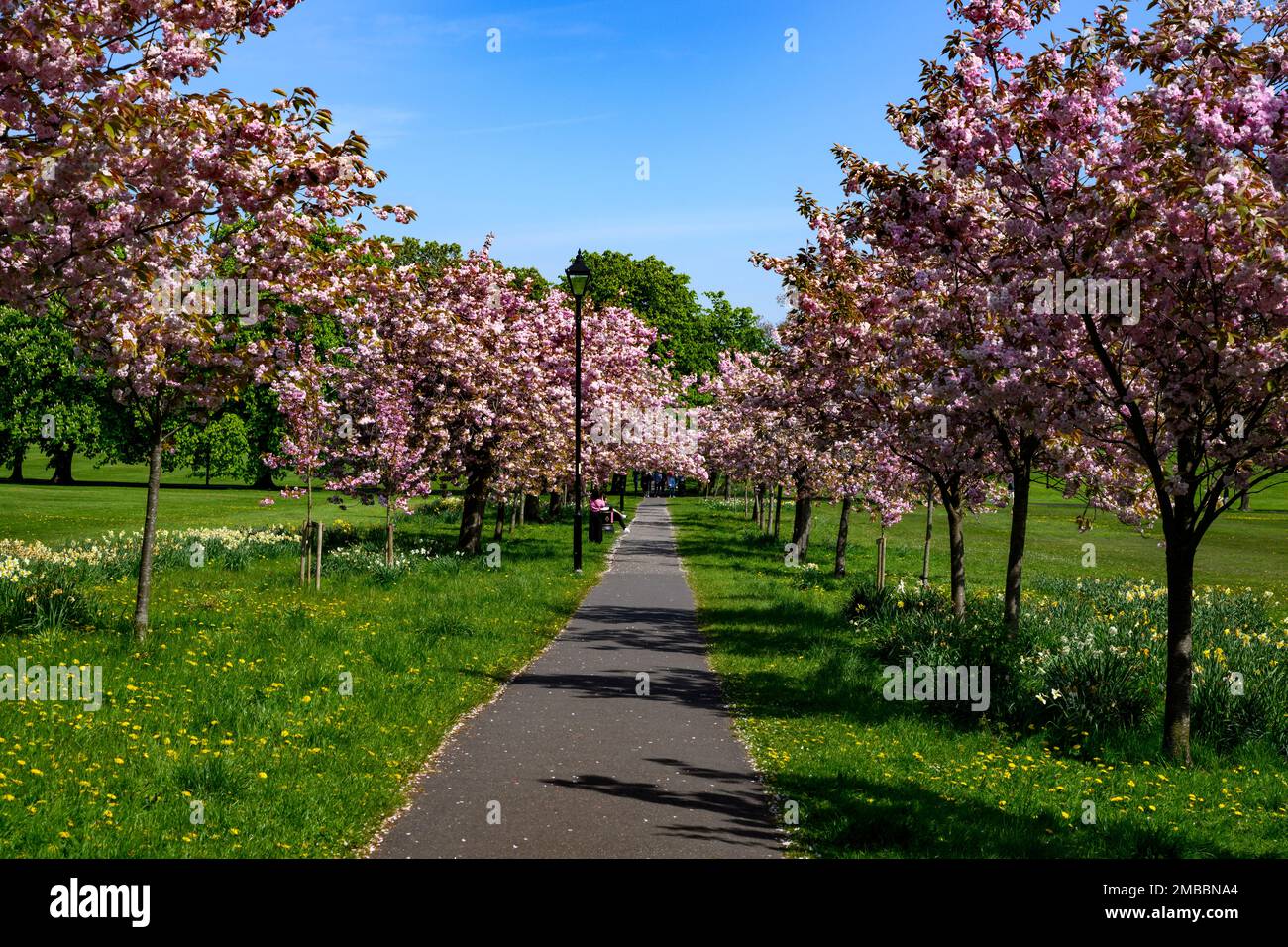 Scenic tree avenue (colourful pink blossom in bloom, branches ...