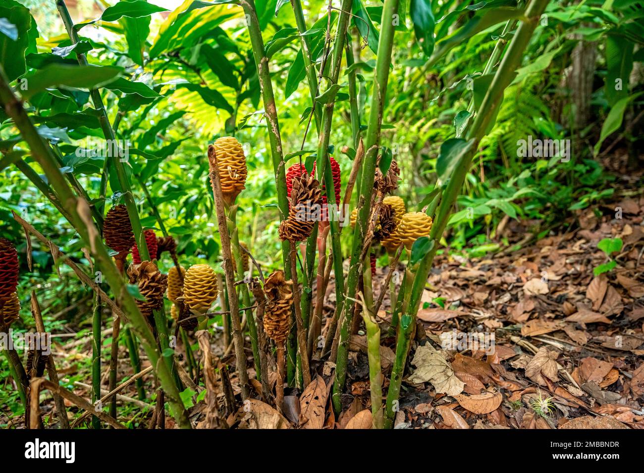 Pinecone ginger zingiber zerumbet hi-res stock photography and images ...