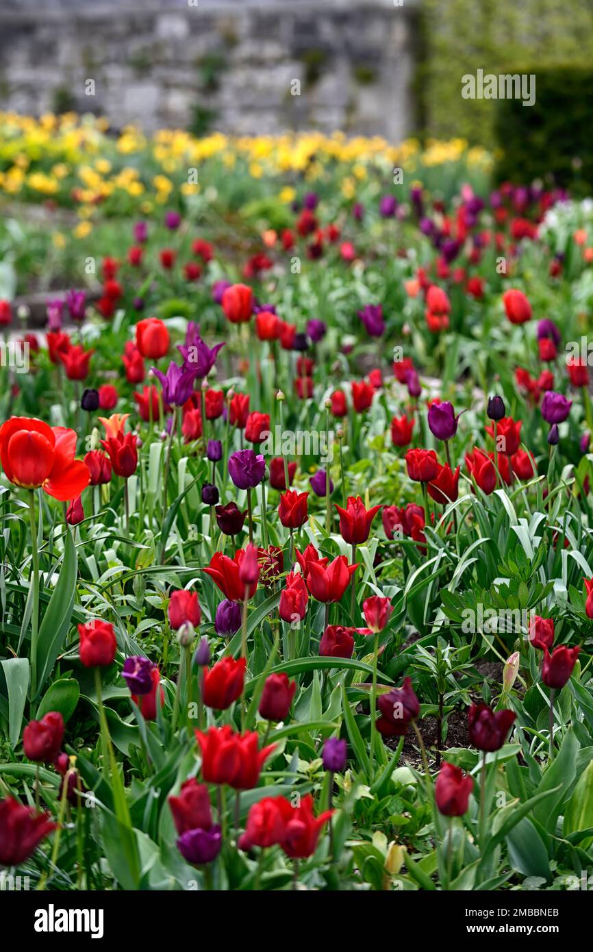 tulipa pieter de leur; tulip purple dream; tulip national velvet; tulip ...