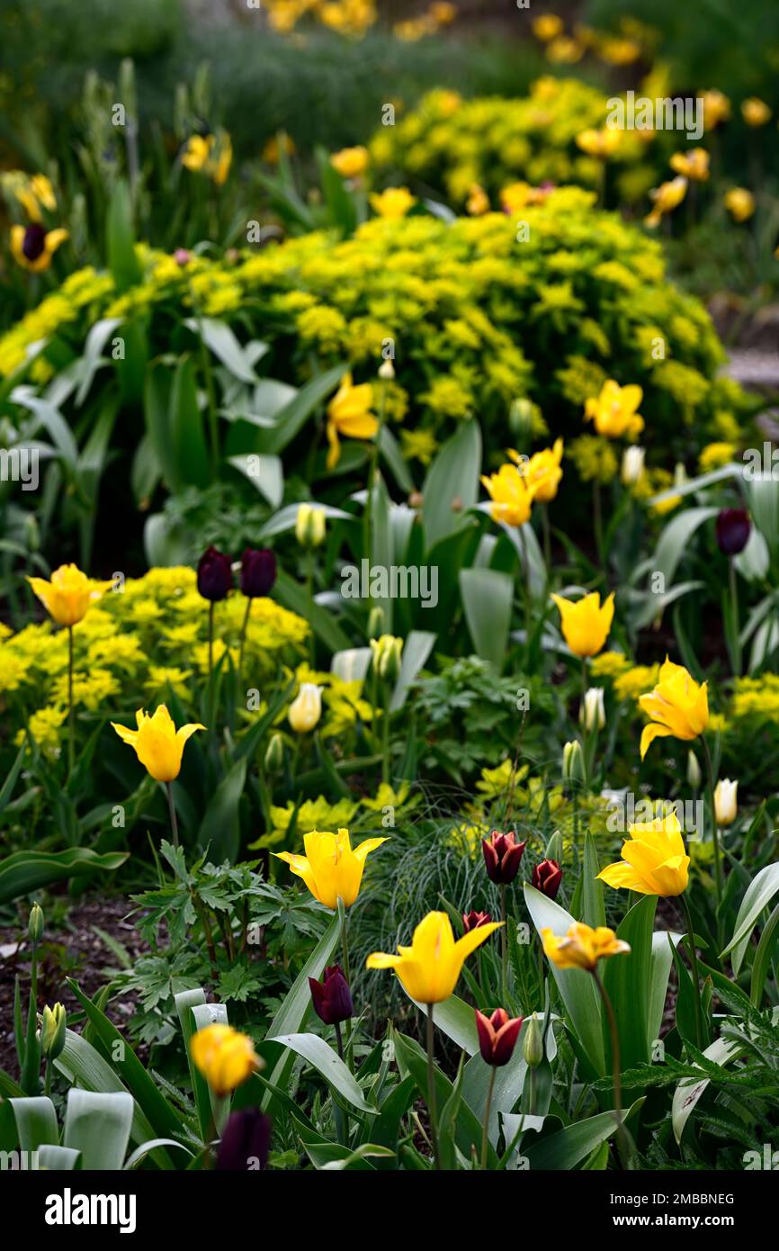 Euphorbia polychroma tulips hi-res stock photography and images - Alamy