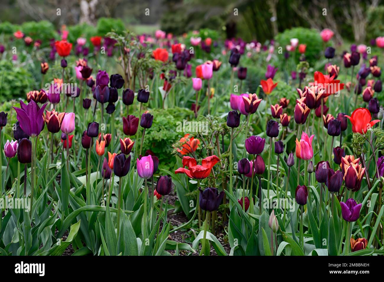 Tulip merlot; Tulip continental; tulip purple dream; tulip national ...