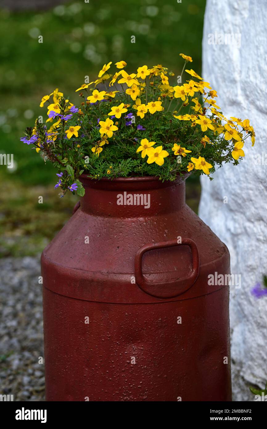 yellow bidens flower,red milk churn,white stonewashed wall,cottage ...