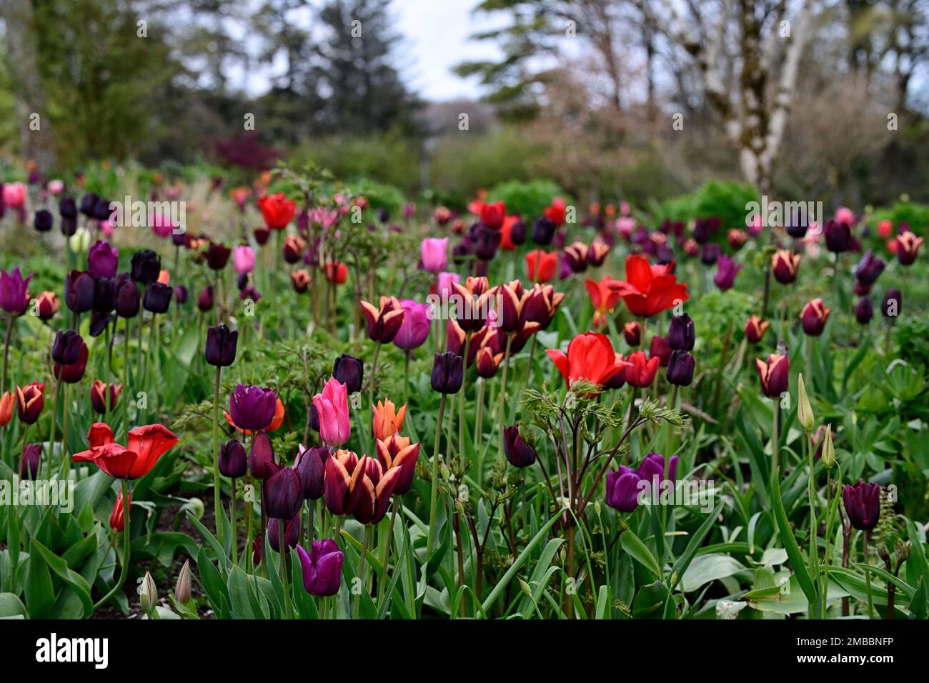 Tulip merlot; Tulip continental; tulip purple dream; tulip national ...
