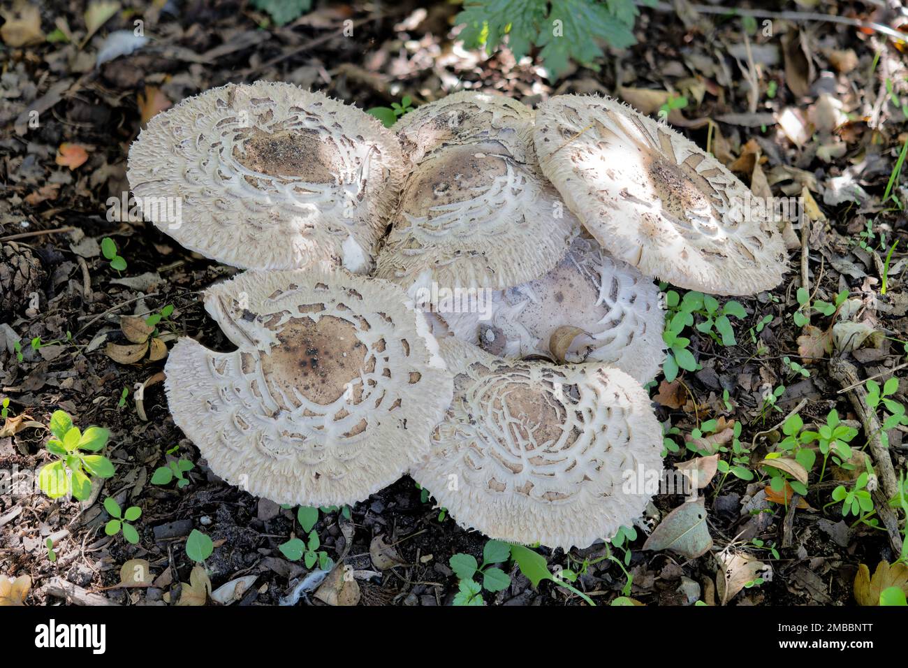 High resolution mushrooms hi-res stock photography and images - Alamy