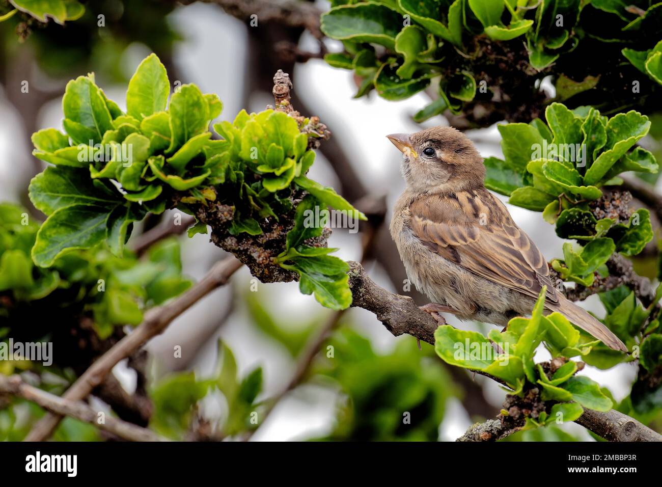 House sparrow england hi-res stock photography and images - Alamy