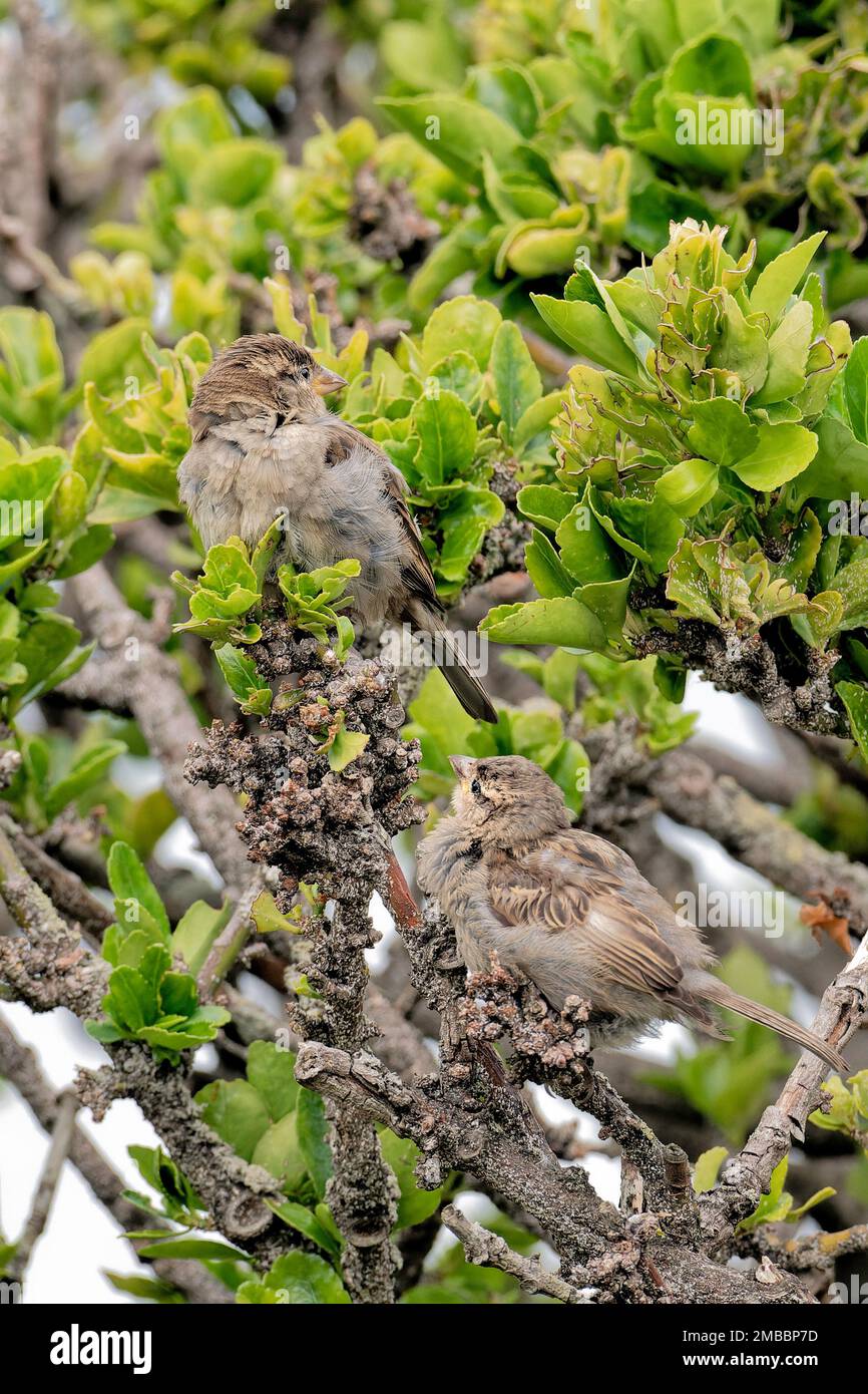 English sparrow tree hi-res stock photography and images - Alamy
