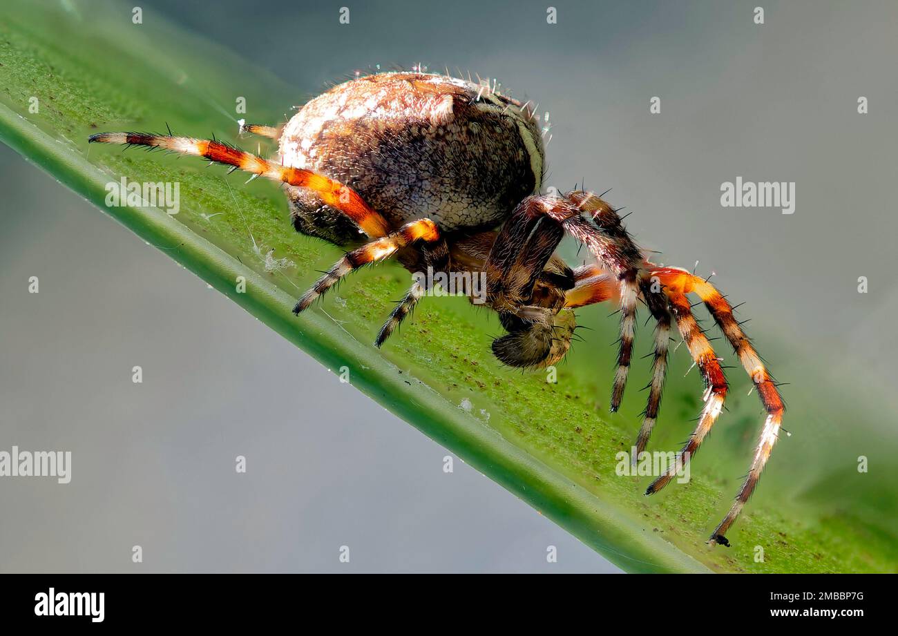 Common Garden Spider Stock Photo - Alamy