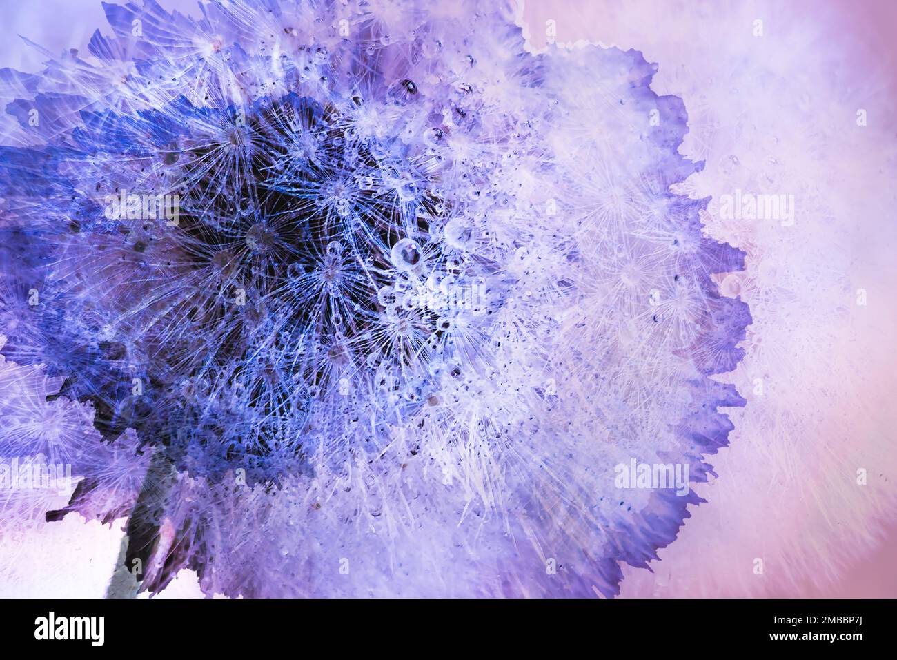 Abstract representation of a Dandelion-illustration. Copy Space Stock ...