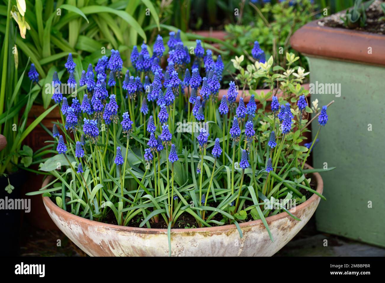 Flowers terracotta pot hi-res stock photography and images - Alamy