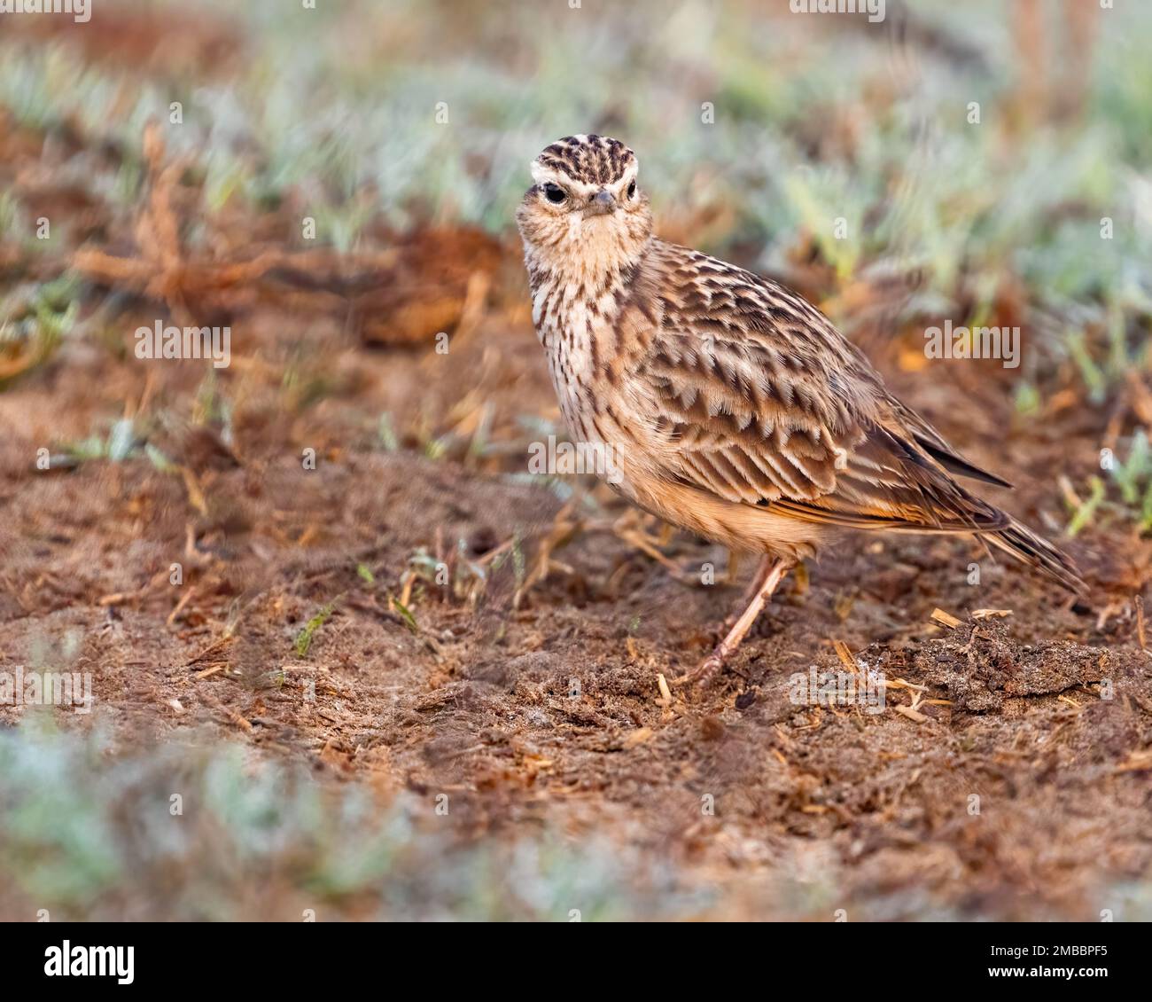 Indian bush lark hi-res stock photography and images - Alamy