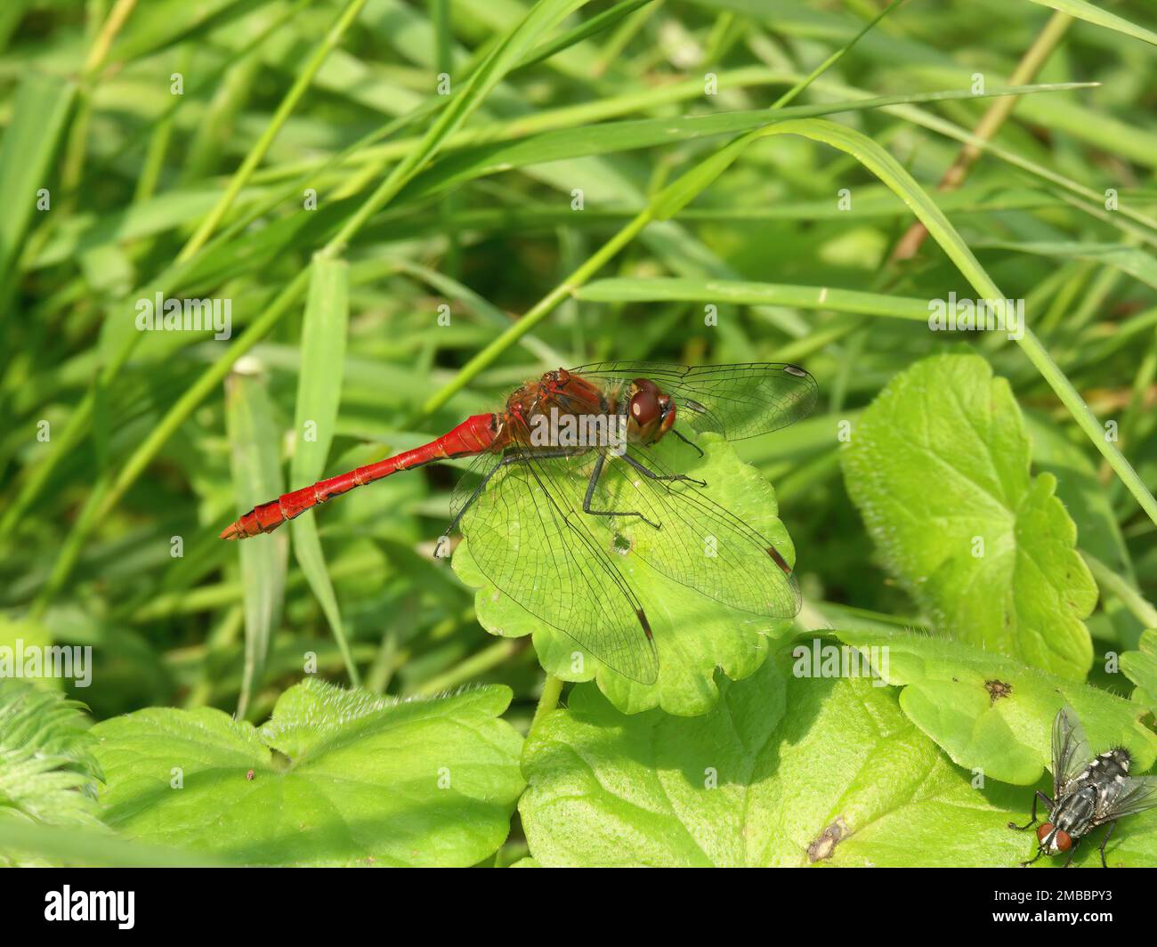 Natural closeup of ta bright red male Ruddy darter dragonfly ...
