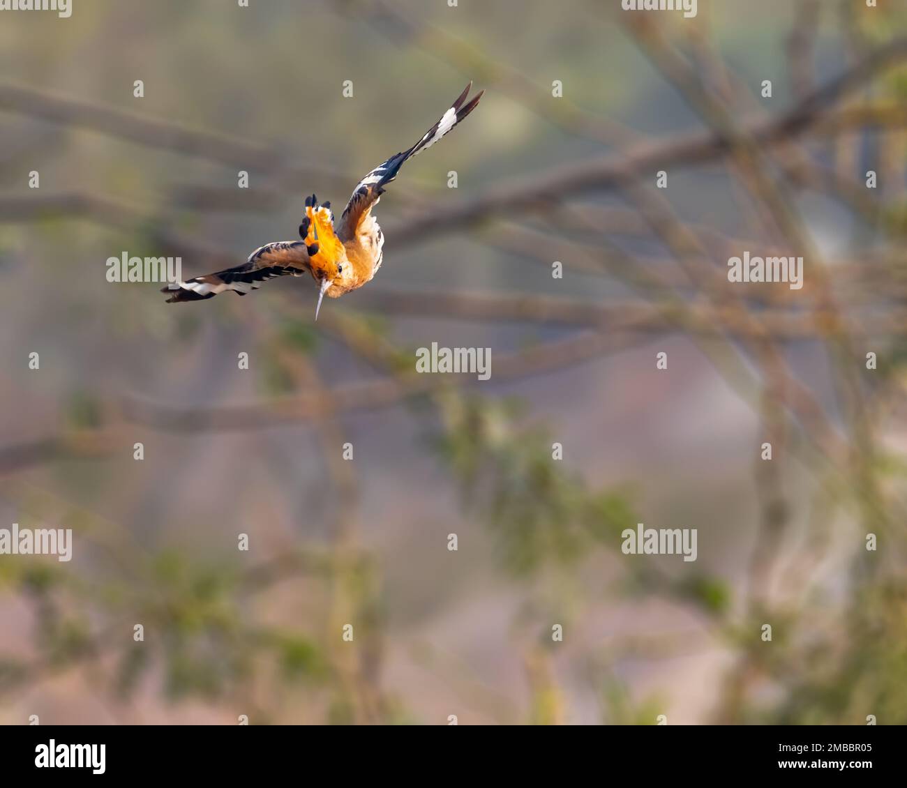 Beauty from siam hi-res stock photography and images - Alamy