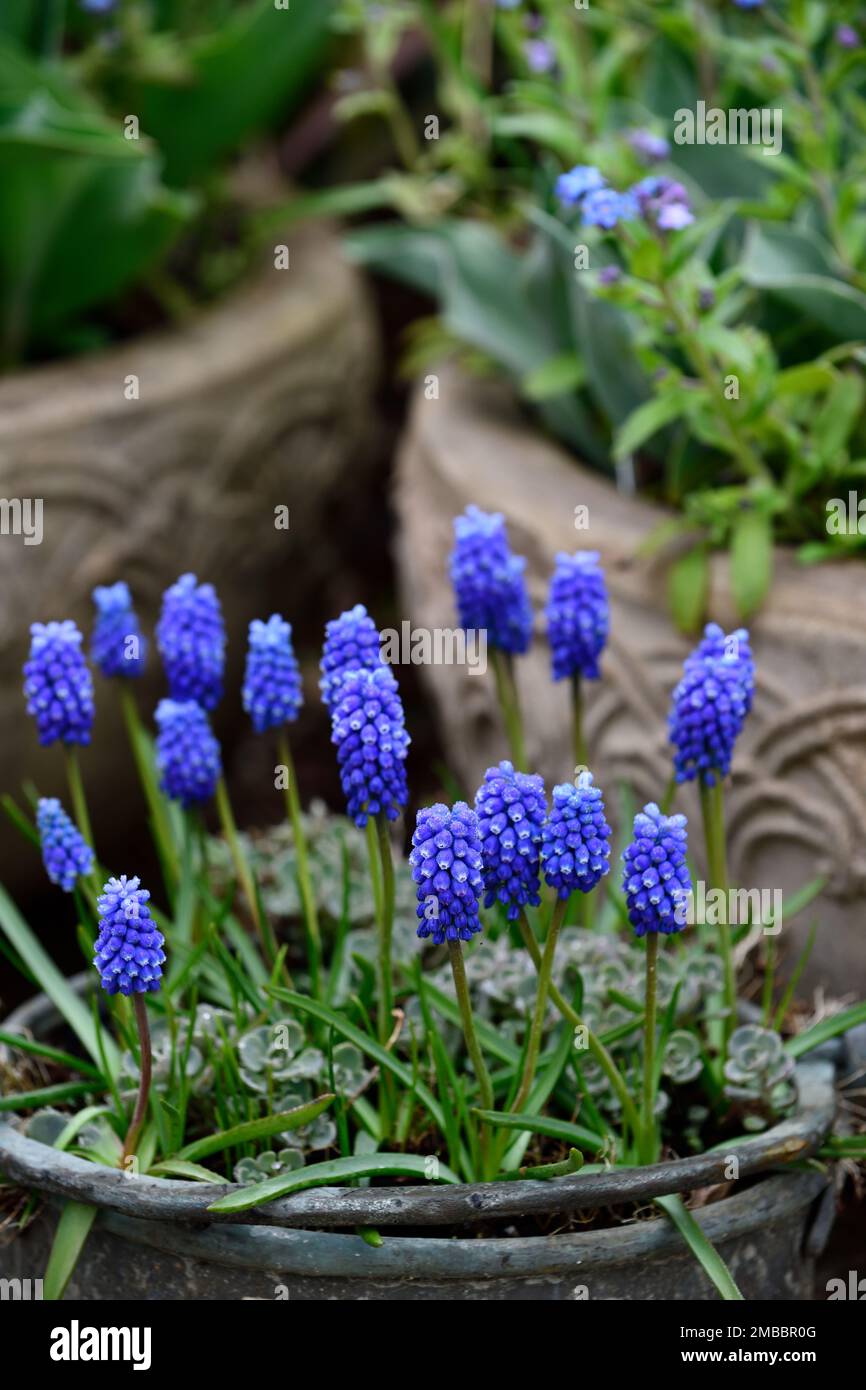 Muscari and sedum hi-res stock photography and images - Alamy