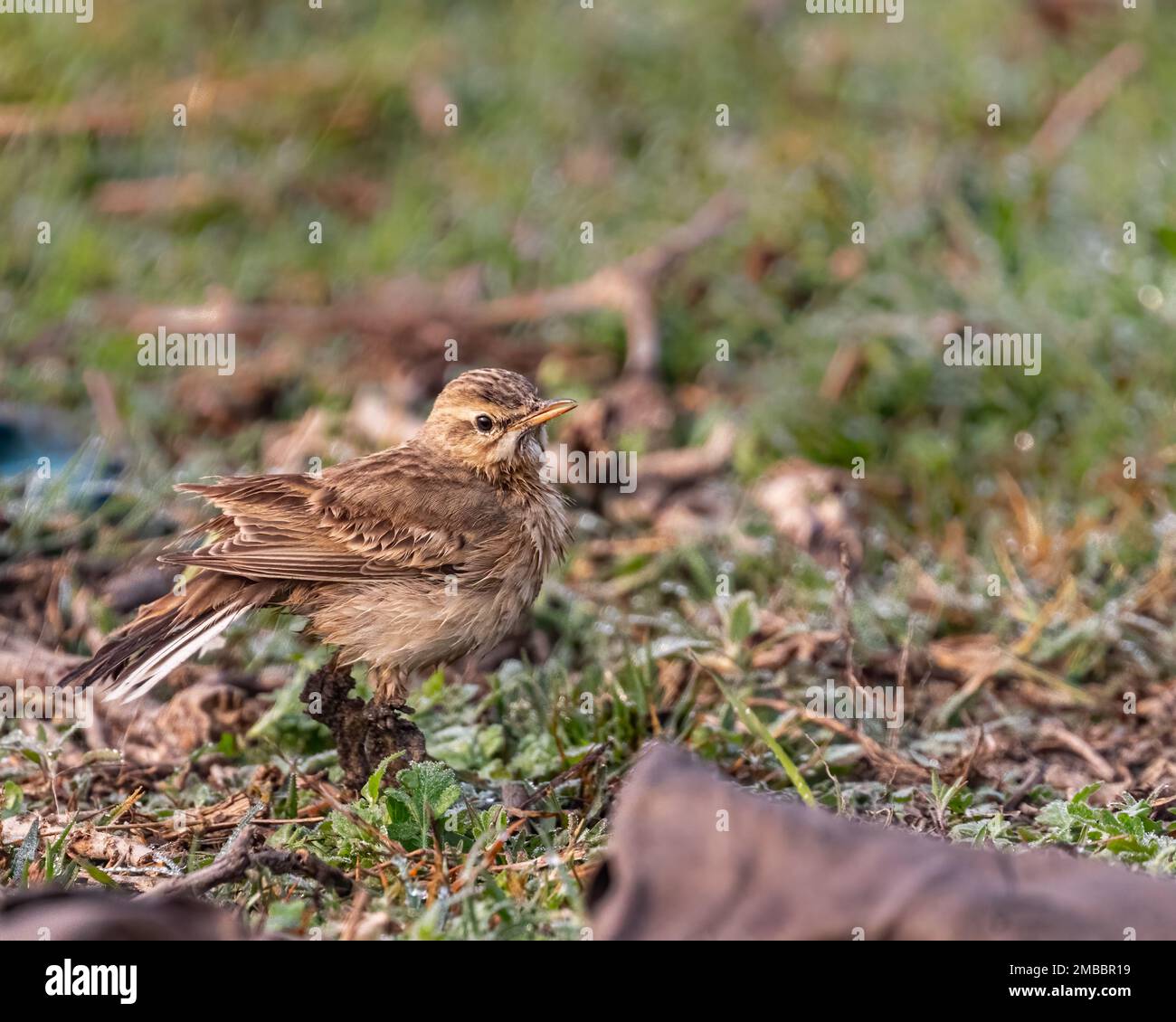 Field pipit hi-res stock photography and images - Alamy