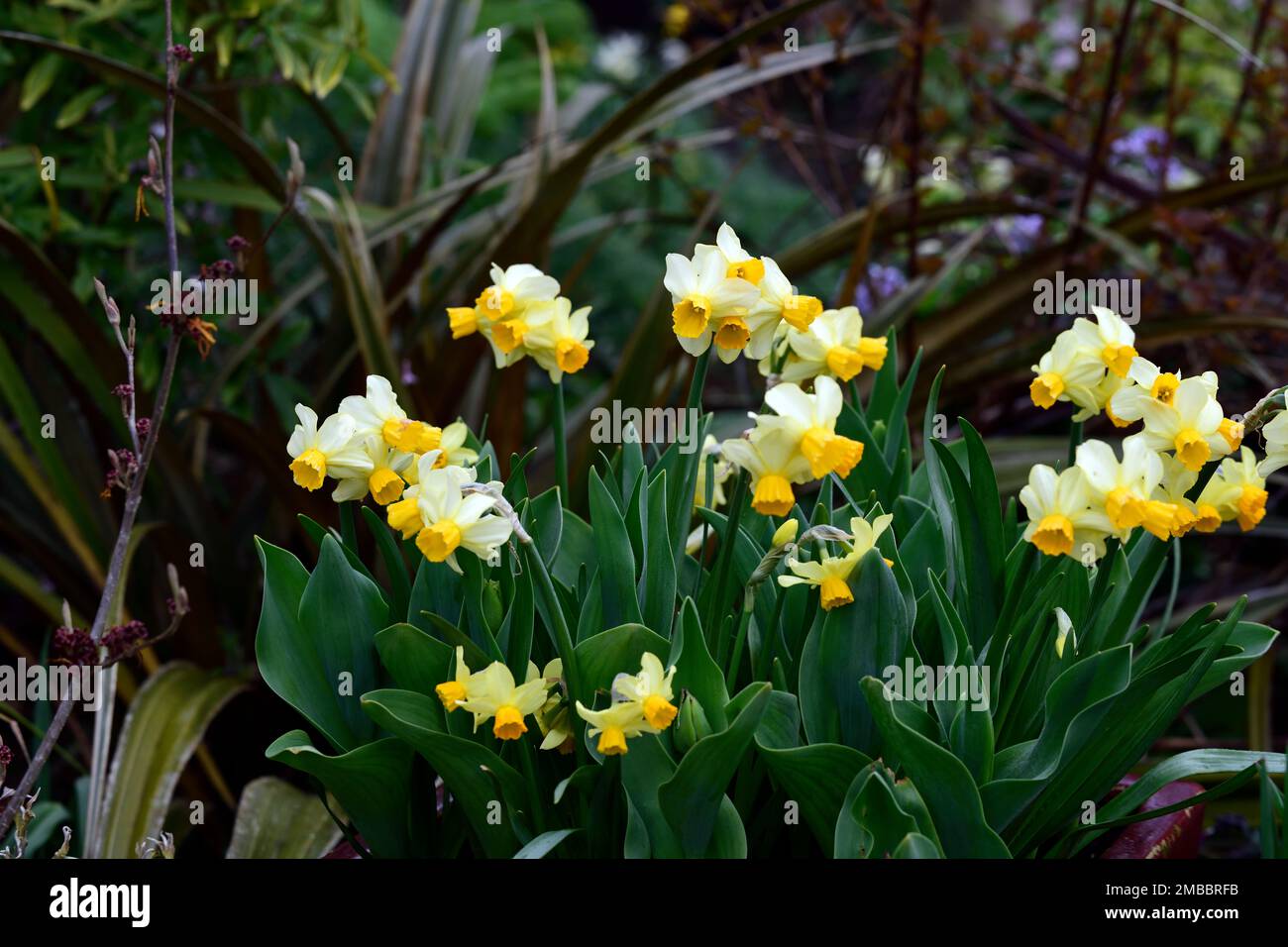 narcissus eaton song,yellow daffodil,daffodils,orange corona with a ...