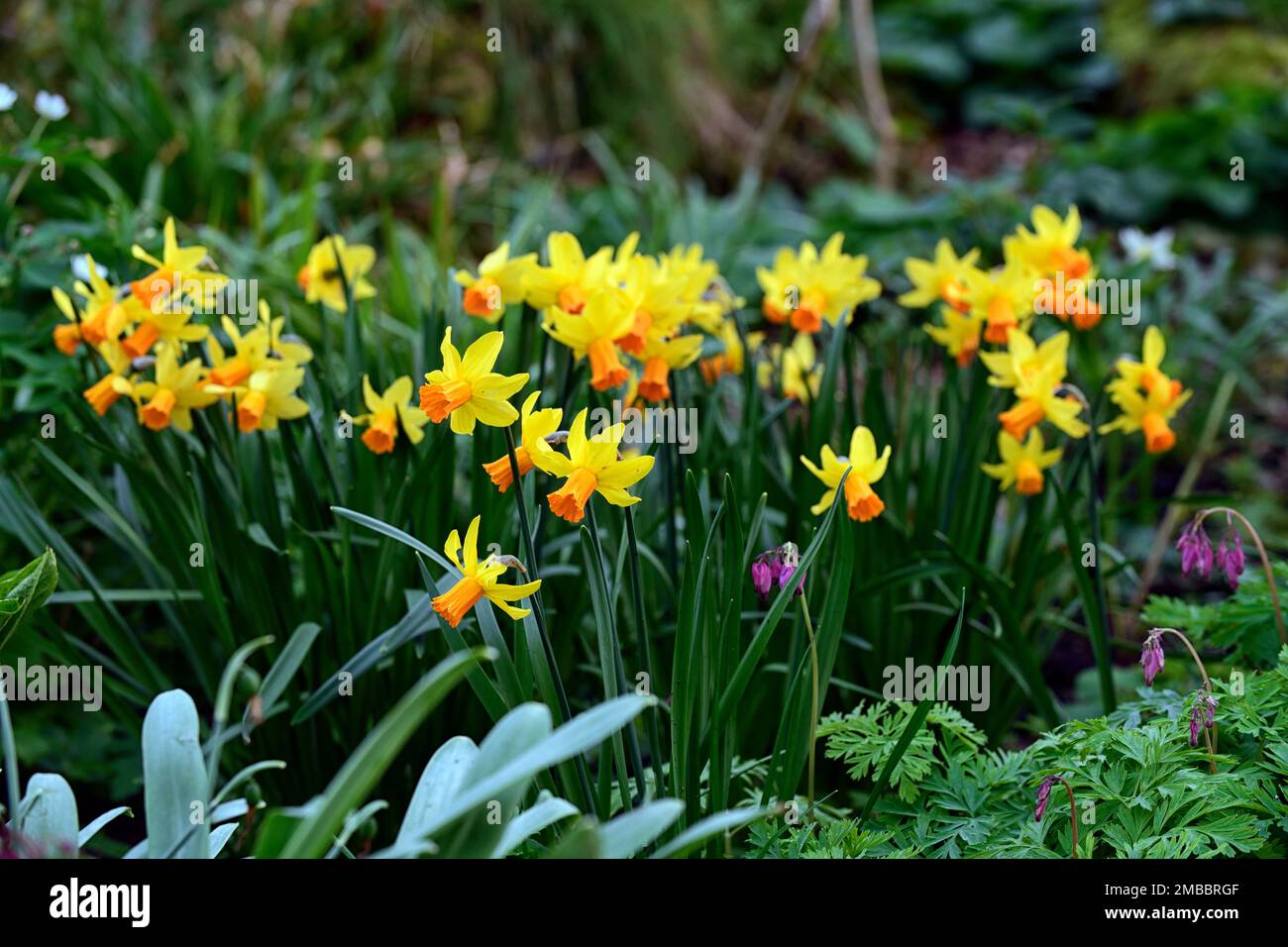 narcissus cyclamineus jetfire,yellow daffodil,daffodils,orange trumpets ...