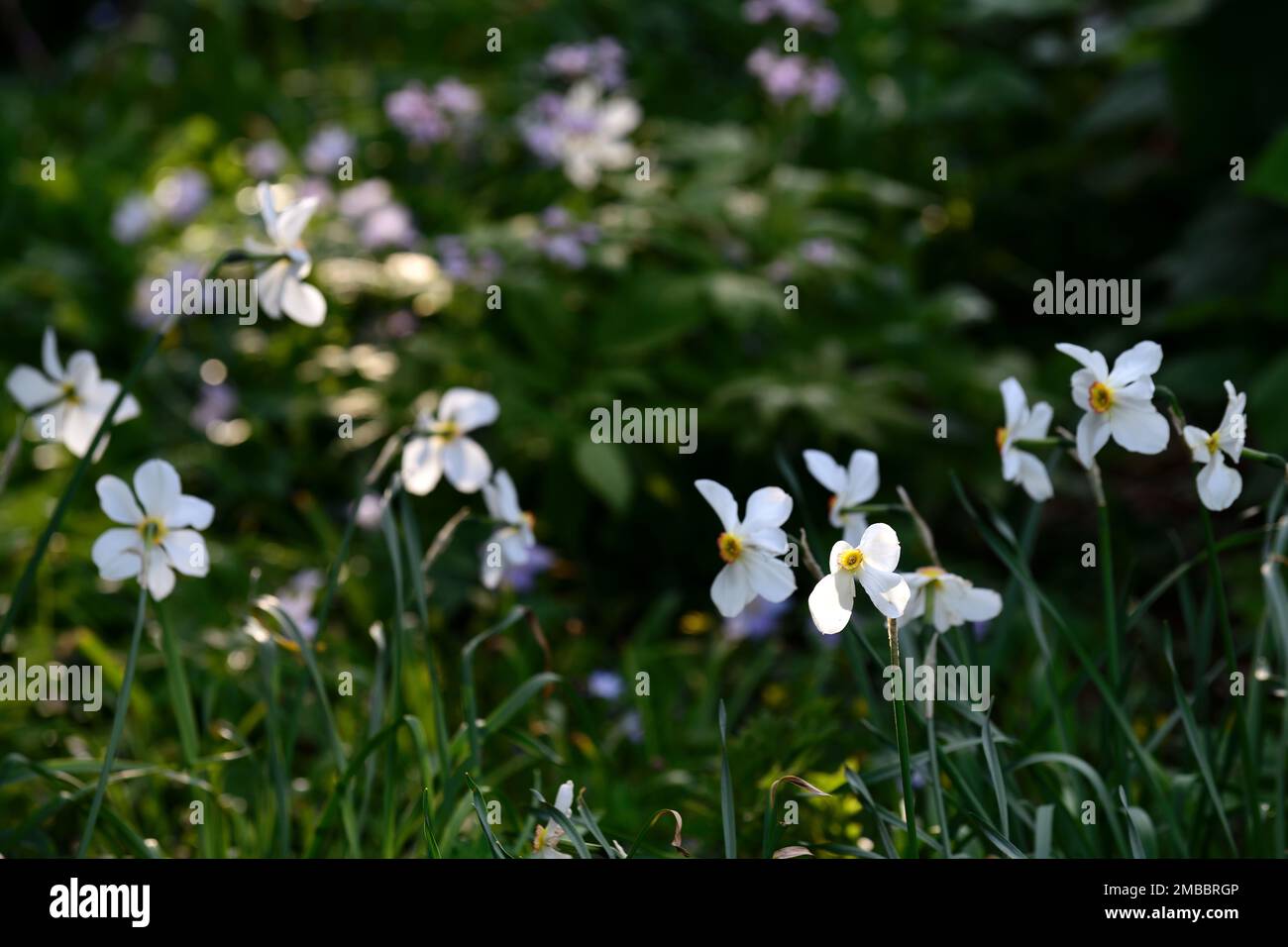 Narcissus poeticus var recurvus,white and yellow flowers,flowering ...