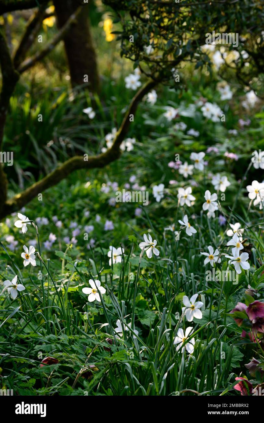 Narcissus poeticus var recurvus,white and yellow flowers,flowering ...