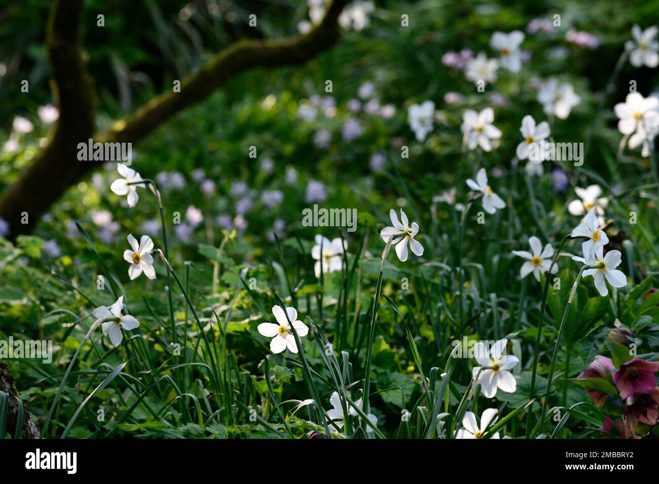 Narcissus poeticus var recurvus,white and yellow flowers,flowering ...