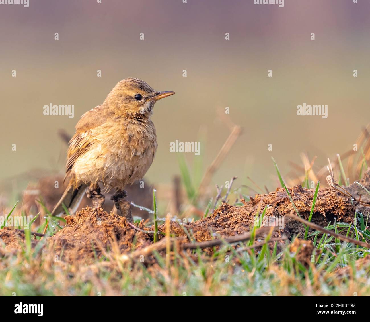 A field pipit with infected legs Stock Photo - Alamy