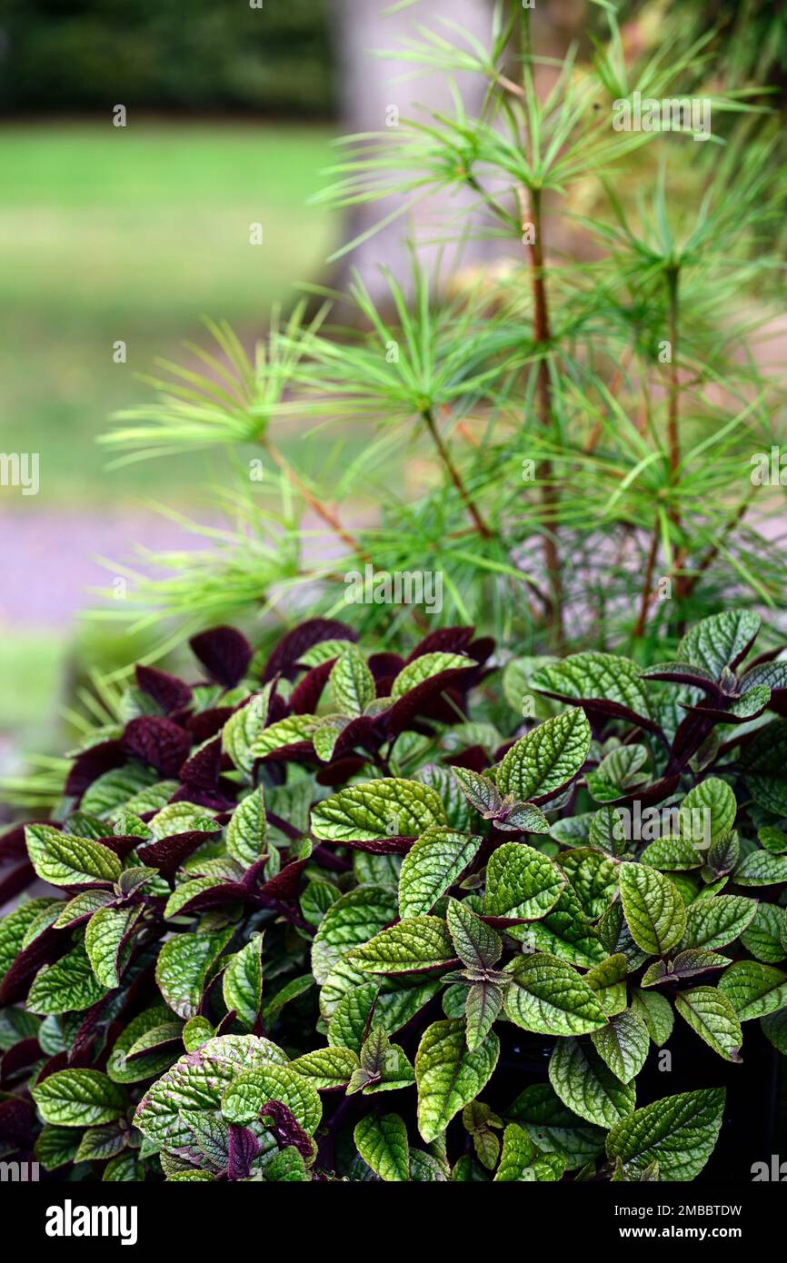 Plectranthus purpuratus,swedish ivy,green with purple undersides,leaves ...