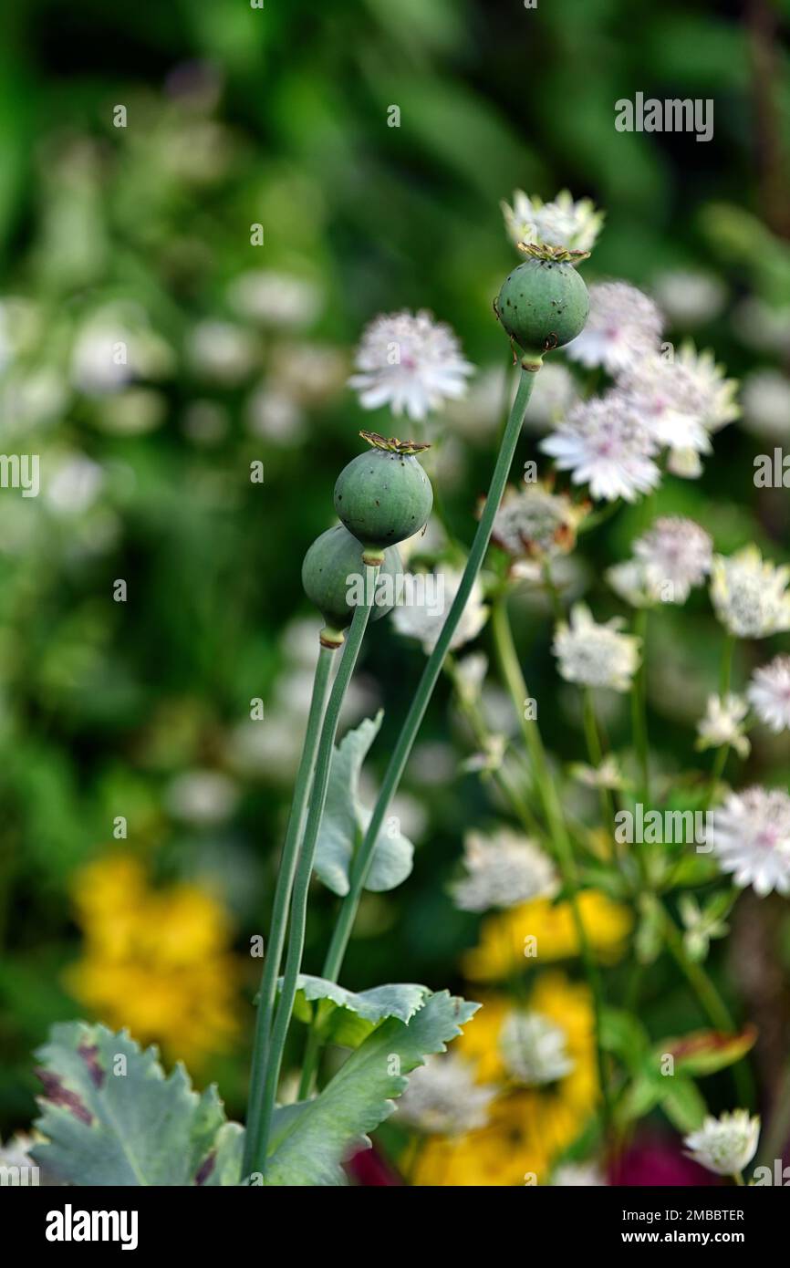 opium poppy, poppies,poppy seedhead,poppy seedheads,poppy seed head ...