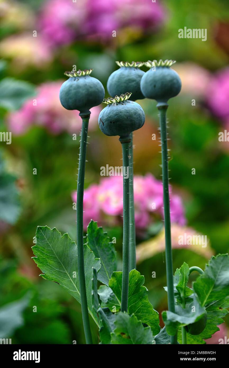 opium poppy, poppies,poppy seedhead,poppy seedheads,poppy seed head ...