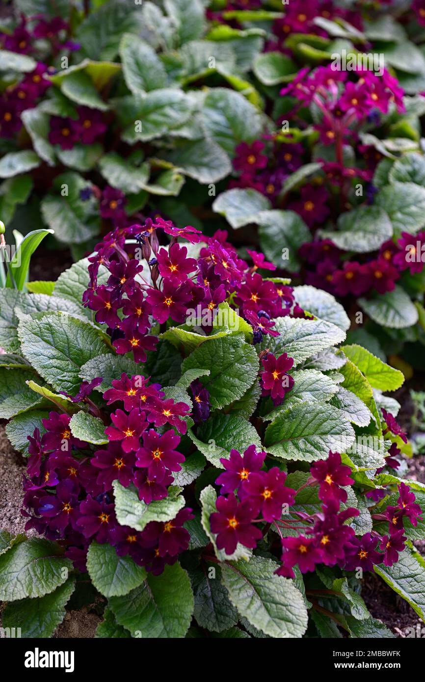 Primula pruhonicensis hi-res stock photography and images - Alamy