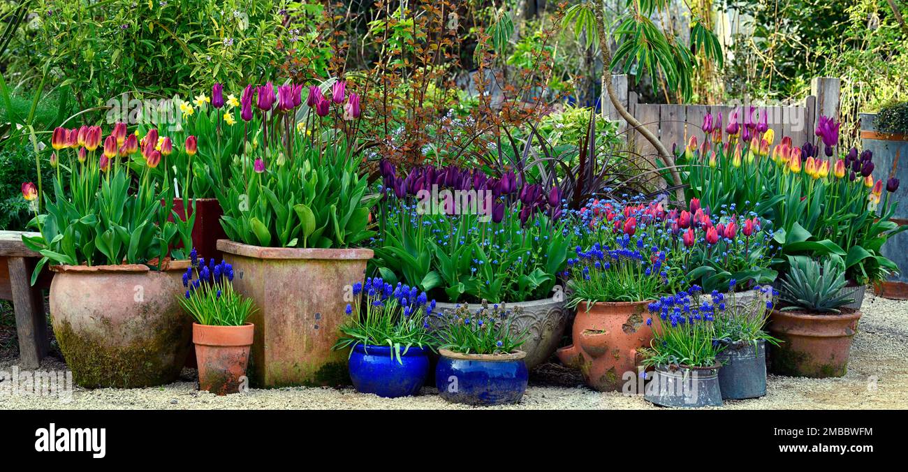 tulip display,tulip pot display,pots filled with tulips,panoramic tulip ...