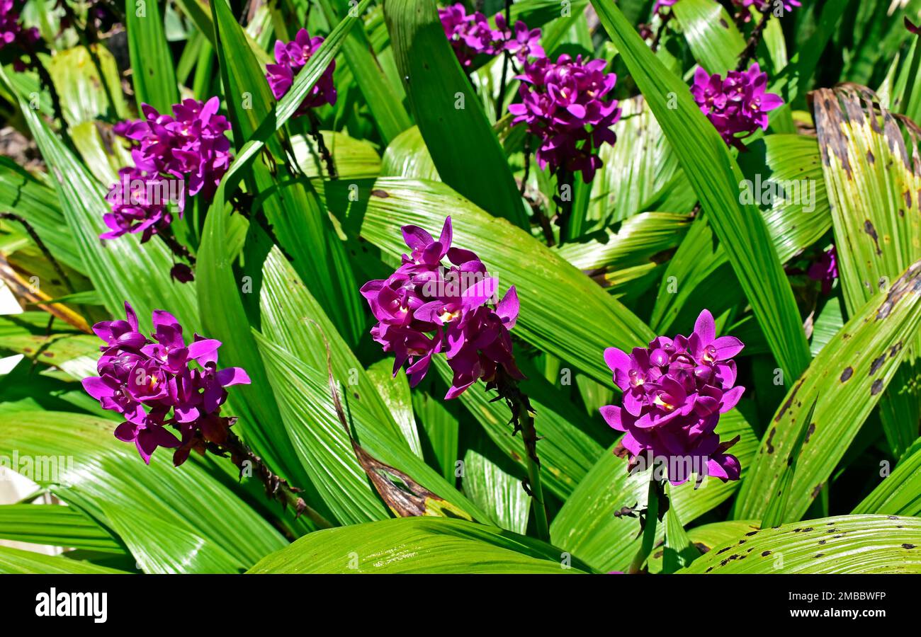 Purple ground orchid (Spathoglottis plicata) on garden Stock Photo - Alamy