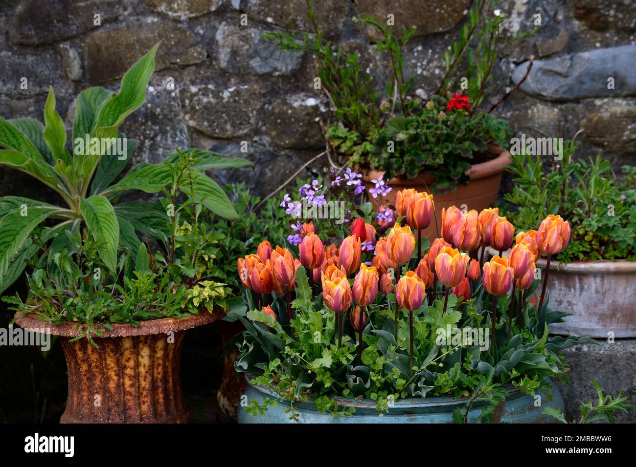 tulipa princess irene,tulip princess irene,tulipa prinses irene,tulips ...