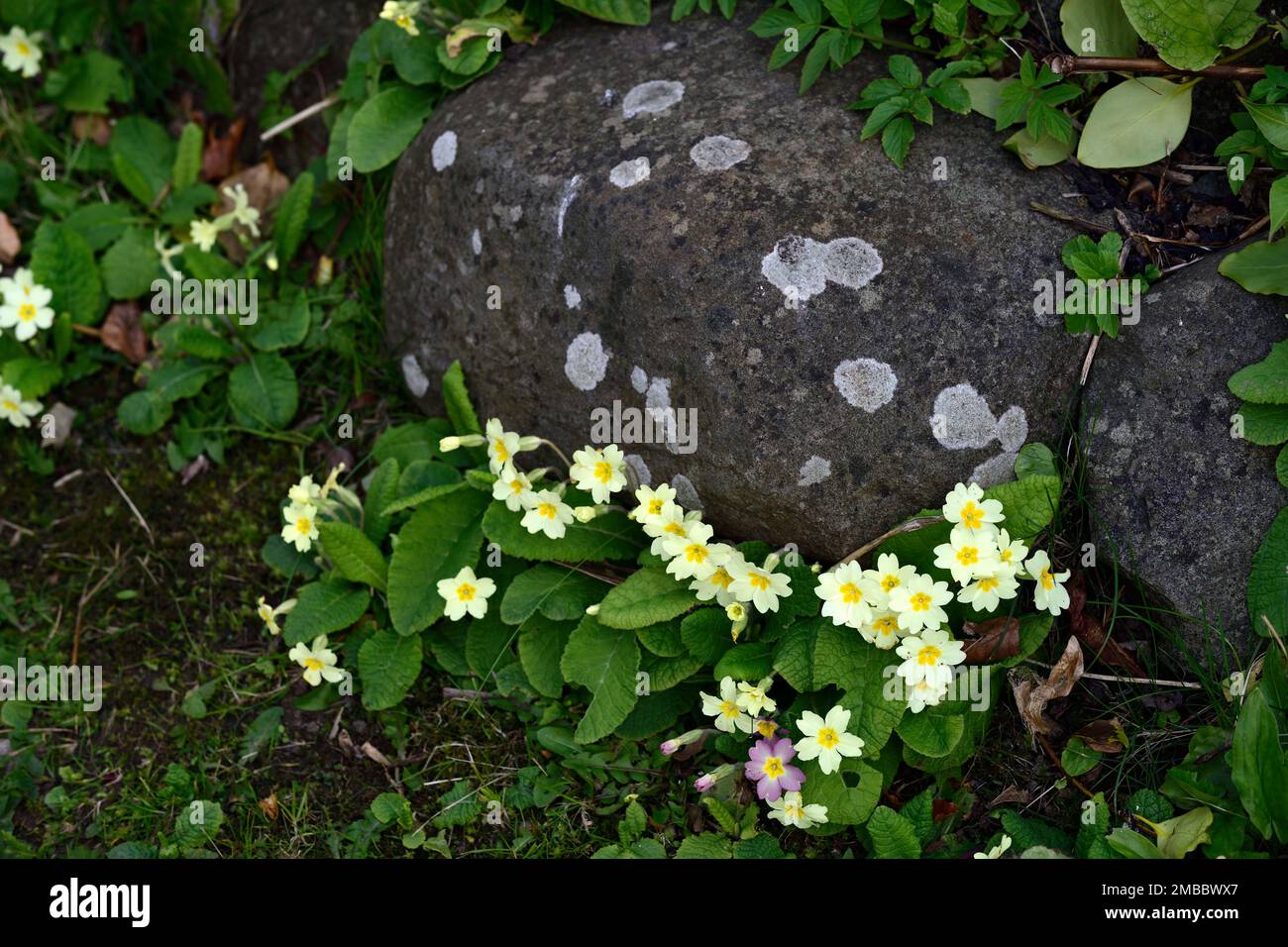 Rock crevices hi-res stock photography and images - Alamy